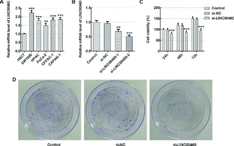 Linc00460 Knockdown Inhibited The Cell Growth Of Sw1990 Cells A B
