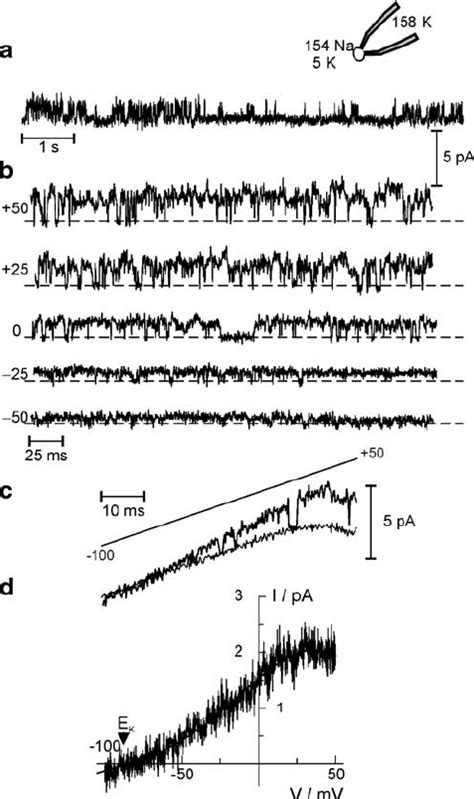 Activation Of The Instantaneous Potassium Current Set The Membrane
