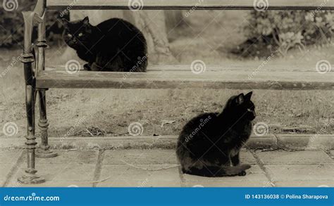 Black And White Photo Two Cats Are Sitting In The Park One On The Bench Stock Photo Image Of