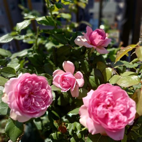 真夏のローズ ポンパドール 桃香の気まぐれ薔薇日記