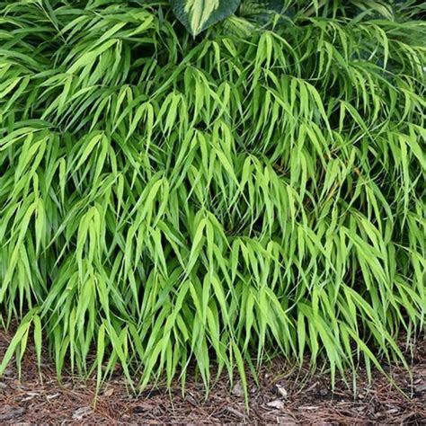 Forest Grass Japanese All Gold 1 Ted Lare Design And Build