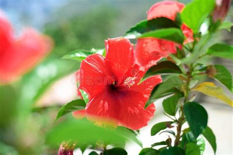Hibiscus Rosa Sinensis Known Colloquially As Chinese Hibiscus China