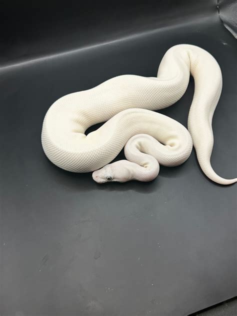 Blue Eyed Lucy “free Shipping” Ball Python By Elev8tedmorphs Morphmarket