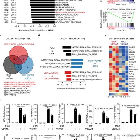 Idh1 Mutation Inhibits Ifn Antiviral Responses In Glioma A Gene Set