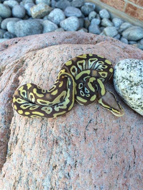 Monarch Ball Python Traits Morphpedia