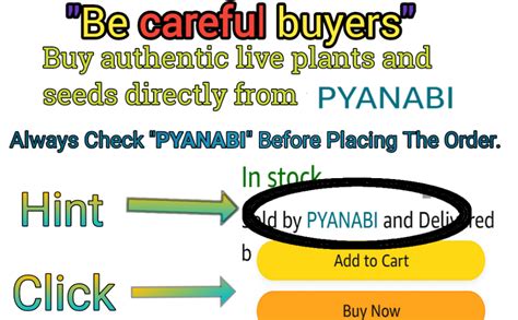 Pyanabi Ratnagiri Alphonso Mango Plant Grafted Height 2 3 Feet Furit