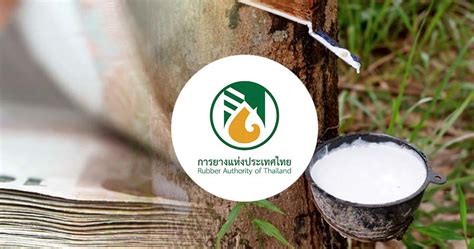 “กยท ” พร้อมจ่ายเงินประกันรายได้ “ชาวสวนยาง” เฟส 4 เดือนนี้