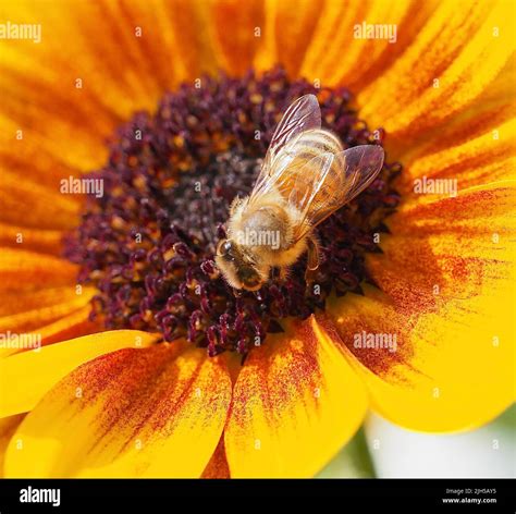 Biologie Poster Hi Res Stock Photography And Images Alamy