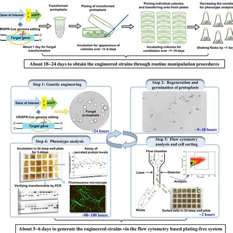 Schematic Overview Of The Fungal Routine Manipulation Procedures A