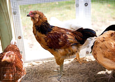 02auracana Easter Egger Cockerel