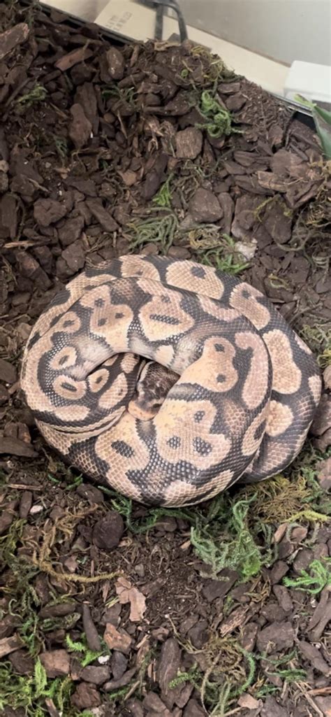 Strange Behavior In My Ball Python Rballpython