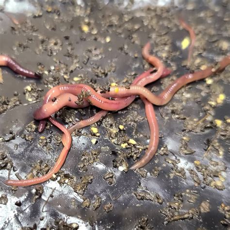 Red Wiggler Worms Wormkingdom