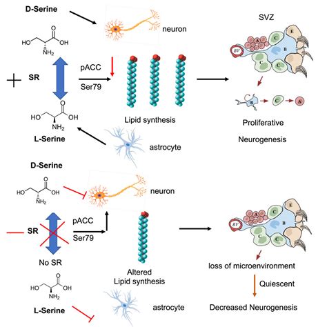 Serine Racemase Mediates Subventricular Zone Neurogenesis Via Fatty