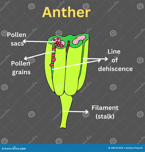 Anther Biology Illustration Diagram Stock Illustration Illustration