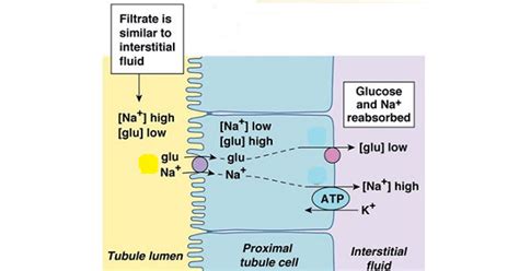 reabsorption and secretion of proximal tubule