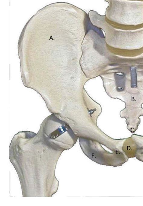 Pelvis Bone Diagram Quizlet