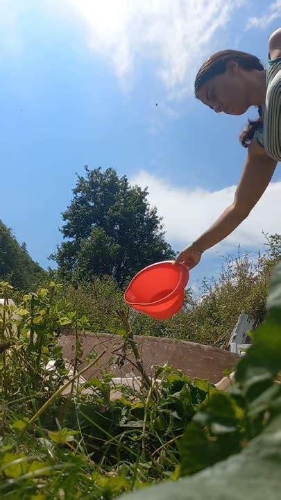 გუდამაყარი საქართველო 🇬🇪 Youtube