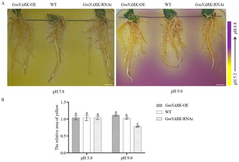 Function Of Nodulation Associated Gmnark Kinase In Soybean Alkali Tolerance