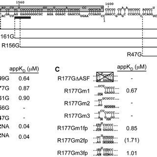 A Multiple Alignment Of Sequences Corresponding To The Putative