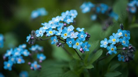 중앙이 노란색인 큰 파란색 꽃 Forget Me Nots 꽃 사진 배경 일러스트 및 사진 무료 다운로드 Pngtree