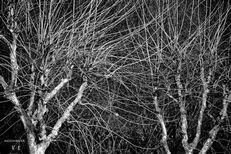 정현진 물고기는 제 몸속의 자디잔 가시를 다소곳이 숨기고 오늘도 물 속을 우아하게 유영한다 제 살 속에서 한시도 쉬지 않고 저를 찌르는 날카로운 가시를 짐짓 무시하고