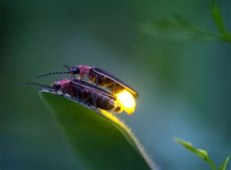 Why Do Fireflies Make Light And What Are They Used For