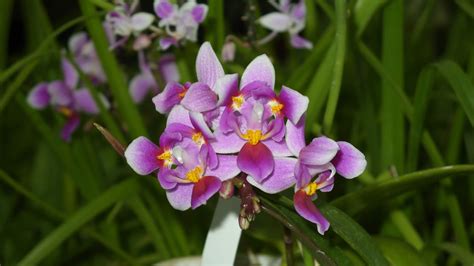 Borneo Orchids Expedition: 30th July – 14th August 2015 | Orchid ...