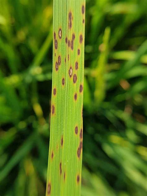 Understanding And Preventing Lawn Disease Rds Lawn Care