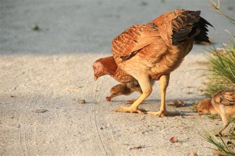 The Hen And Her Chicks Look For Natural Food In The Green Grass Stock