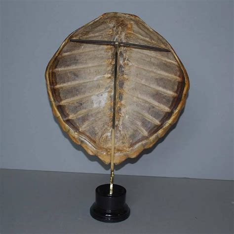 20th Century Sea Turtle Shell Shield On Stand For Sale At 1stdibs
