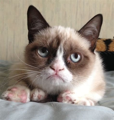 White Wolf Internet Finds Worlds Grumpiest Cat Named Tardar Sauce