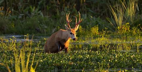 Detienen En Corrientes A Tres Cazadores Furtivos Con Un Ciervo De Los