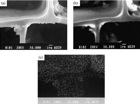 Sem Images And Eds Analysis Cross Sectional View Of Sugi Fixed With