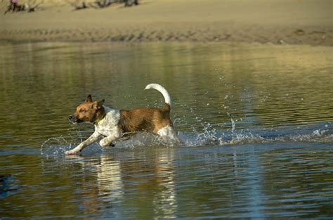 바다 물에서 놀고 있는 비특이적 품종의 활동적인 개 태국 개에 대한 스톡 사진 및 기타 이미지 개 개과 귀여운 Istock