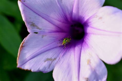 Bunga Alam Tanaman Foto Gratis Di Pixabay Pixabay