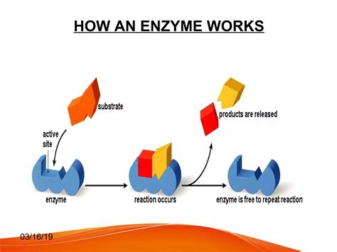 Enzyme An Introduction Ppt