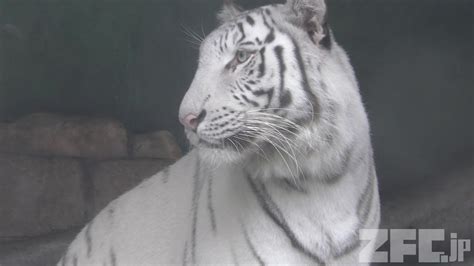 そわそわするホワイトタイガーたち 東武動物公園 2017年10月15日 Zfcjp