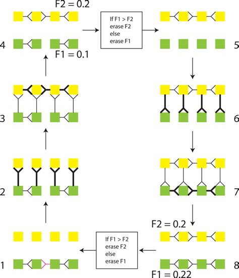 a neuronally implemented 1 1 es using the stdp based copying