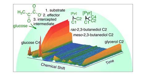 In Cell Nmr Approach For Real Time Exploration Of Pathway Versatility