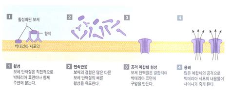 면역계 5 보체와 사이토카인 네이버 블로그