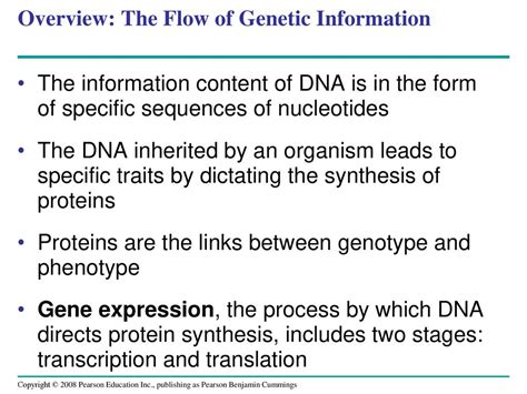 Overview The Flow Of Genetic Information Ppt Download