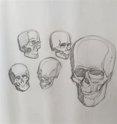 Skull Sketches Rsketches