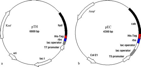 Construction Of Recombinant Plasmids Pth A And Pec B Download