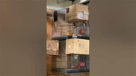 Lutino Opa B2b Youtube