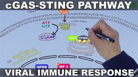 CGAS STING Signalling Pathway YouTube