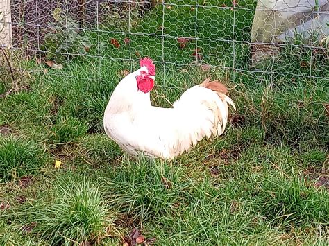 Scotland Poultry Lovely Scots Dumpy Cockerel Available To A Good Home Scotland Poultry Lovely Scots Dumpy Cockerel Available To A Good Home
