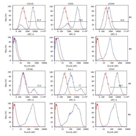 Characterization Of The Mouse Bone Marrow Derived Stem Cells The Bone