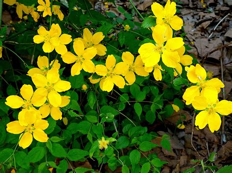 Bunga Warna Kuning Muda Tanaman Foto Gratis Di Pixabay Pixabay