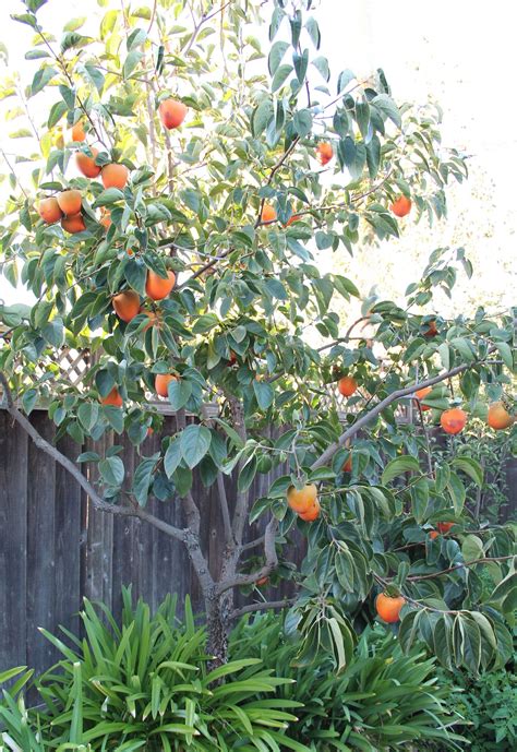 Fuyu Persimmon Tree Seedling 16 24 Inches Tall Etsy Fuyu Persimmon