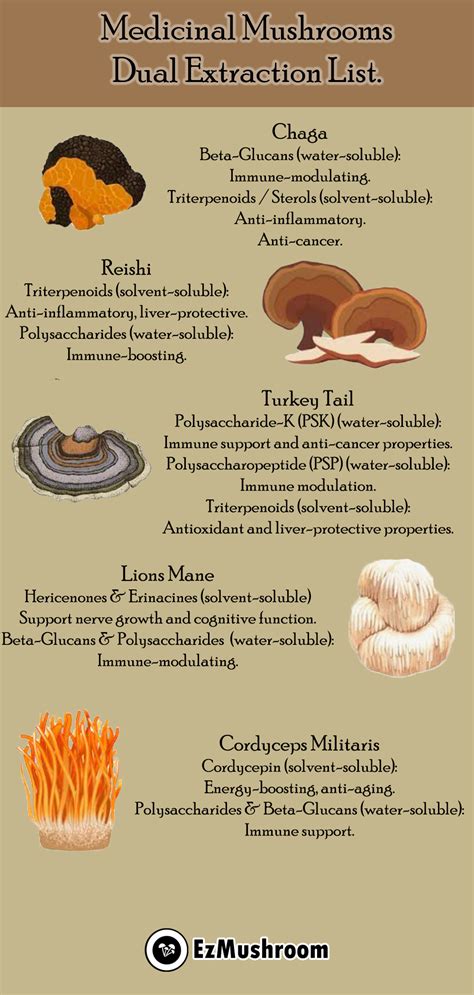 What Does Mycelium Look Like Ezmushroom